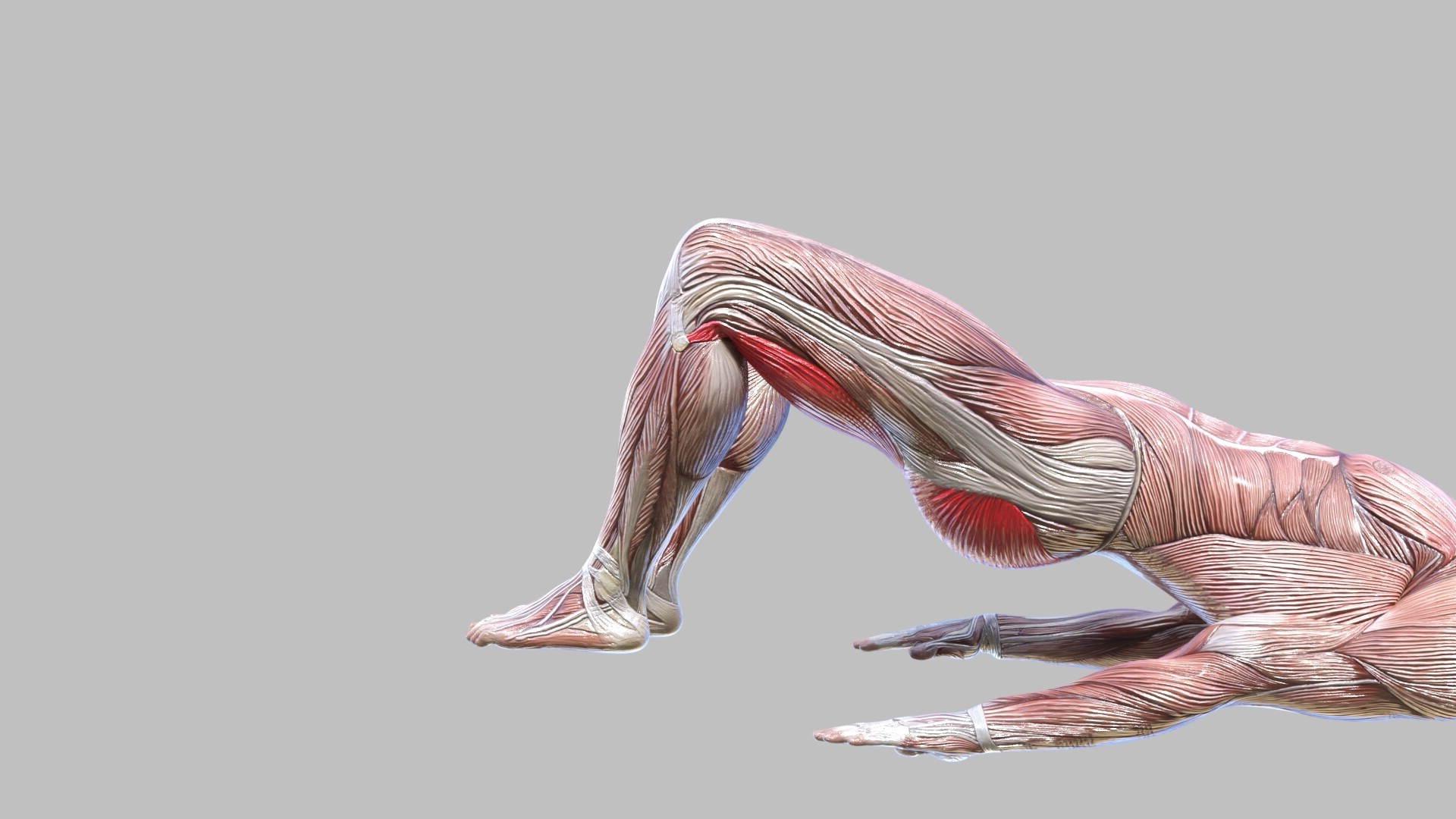 Pelvic Lift Exercise Guide for Beginners